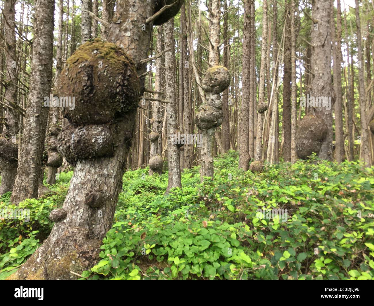 Strange, knobbly, or bulbous lumps on tree trunks and branches are most ...