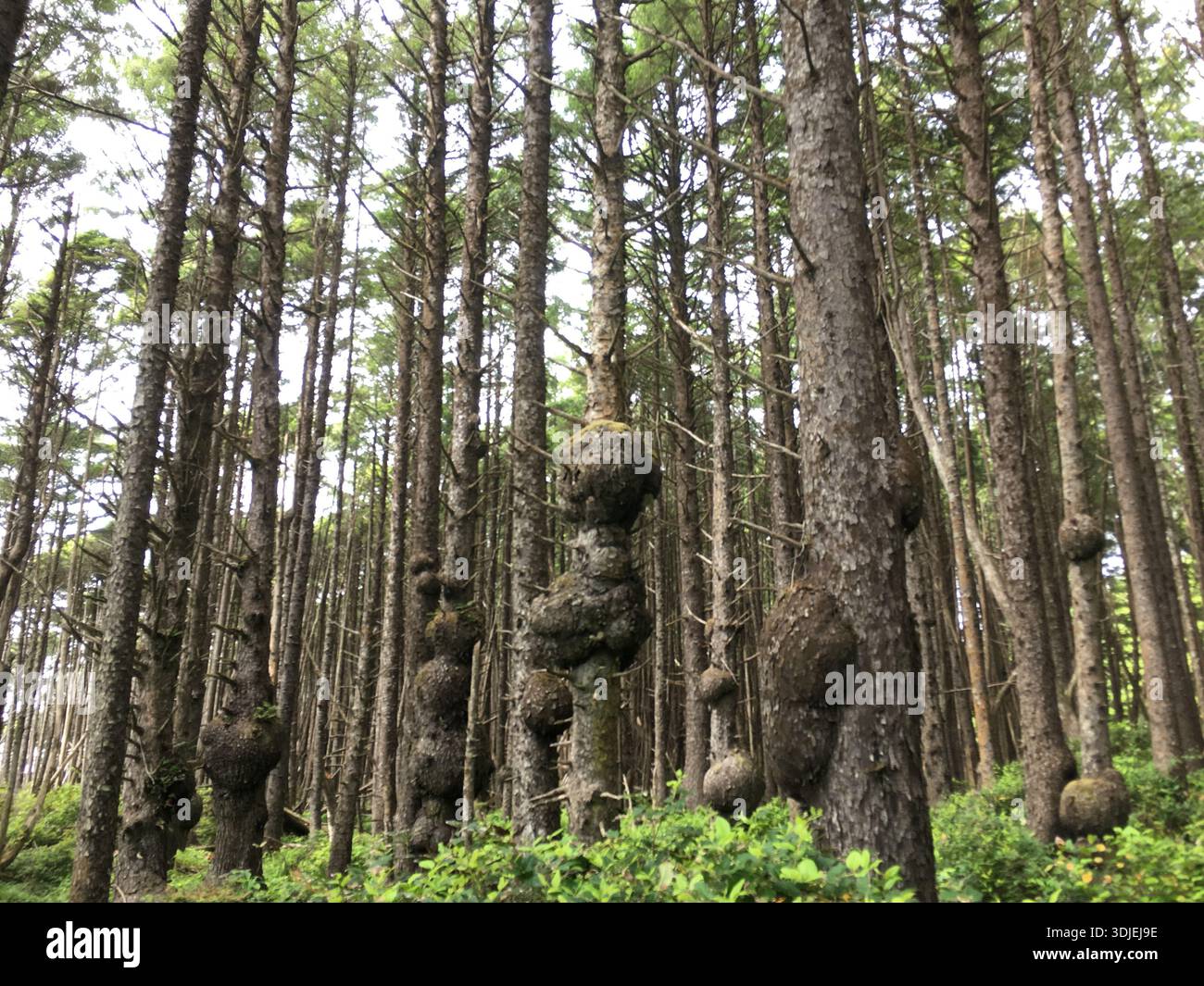 Strange, knobbly, or bulbous lumps on tree trunks and branches are most ...