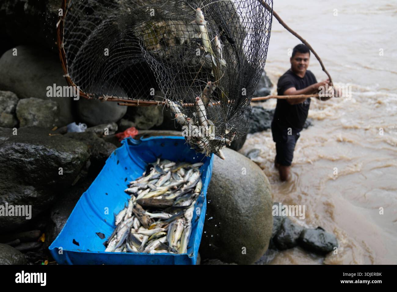 Jeison Pescador catches fish during an annual phenomenon of fish ...