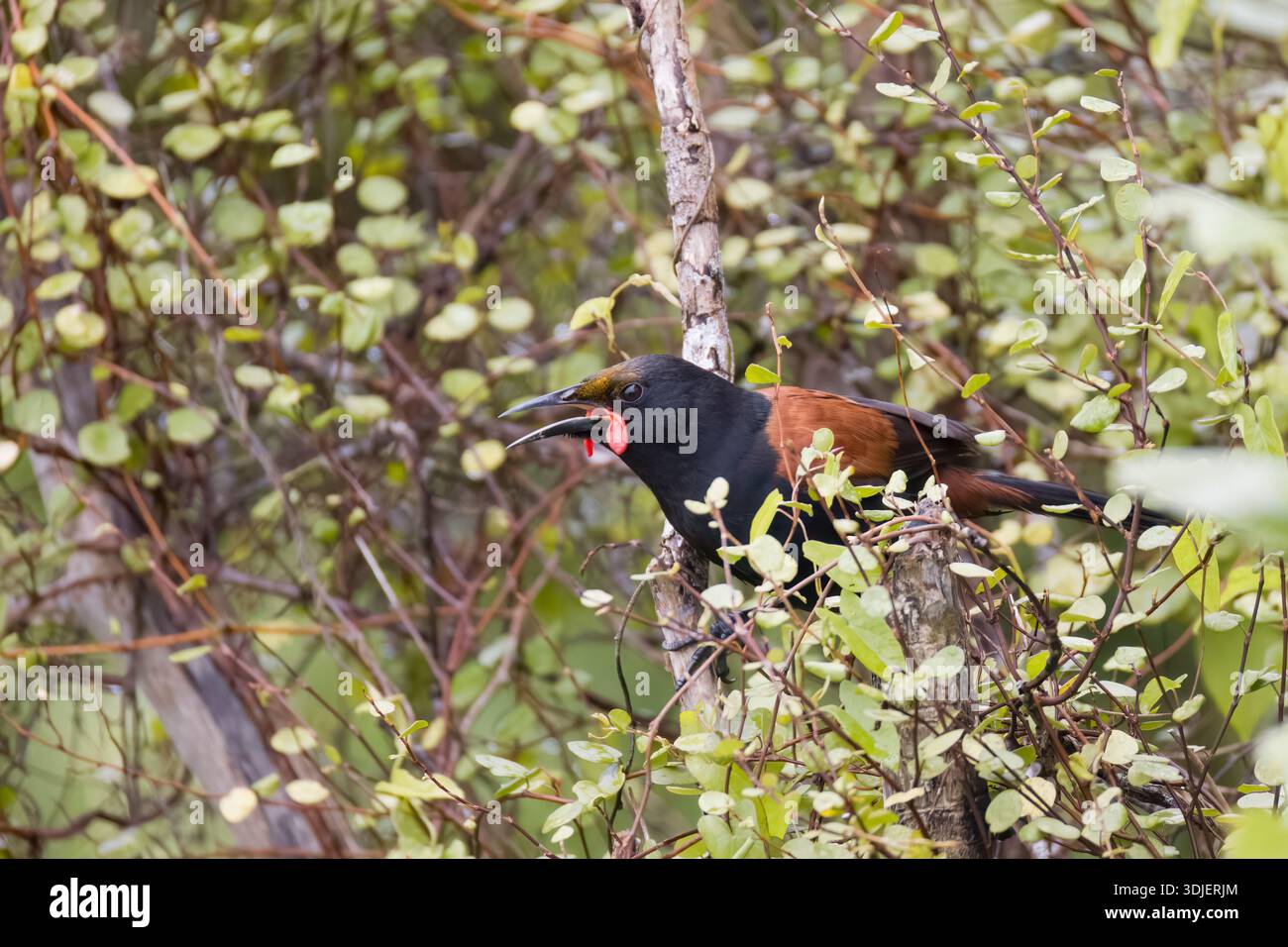 North Island Saddleback on Tiri Tiri Island Stock Photo - Alamy