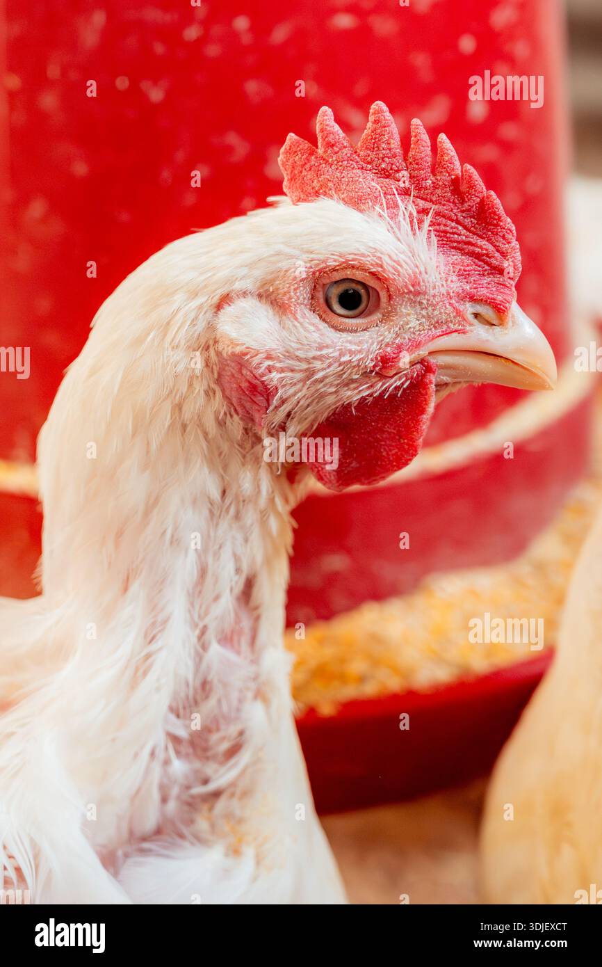 Broiler chicken living on hi-res stock photography and images - Alamy