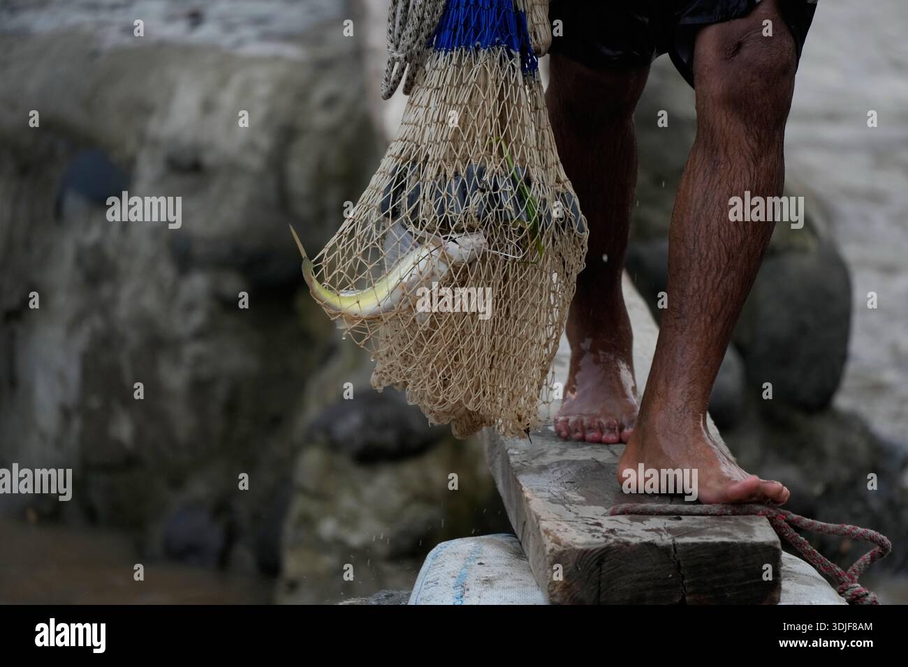 A man catches a fish during an annual phenomenon of fish swimming ...