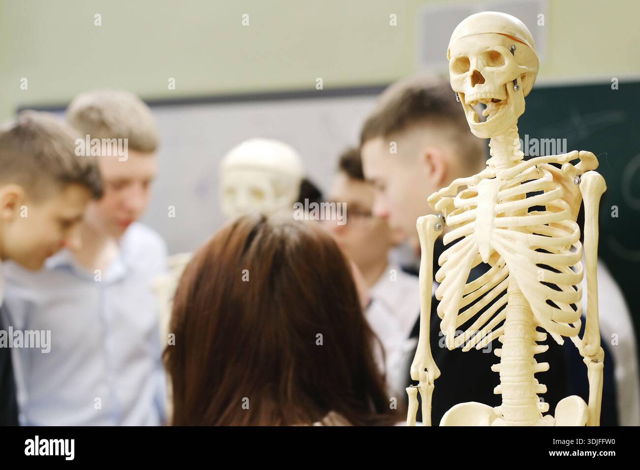 Enhancing understanding of human anatomy hi-res stock photography and ...