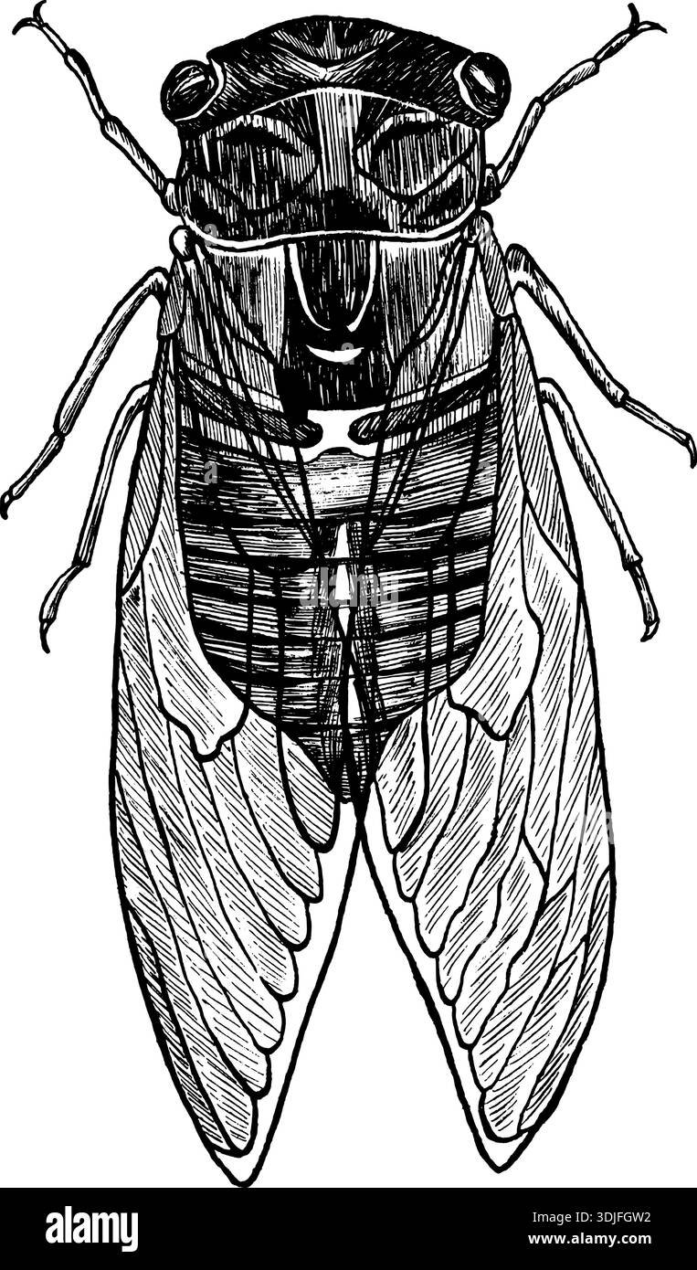 Cicada naturalist sketch hi-res stock photography and images - Alamy