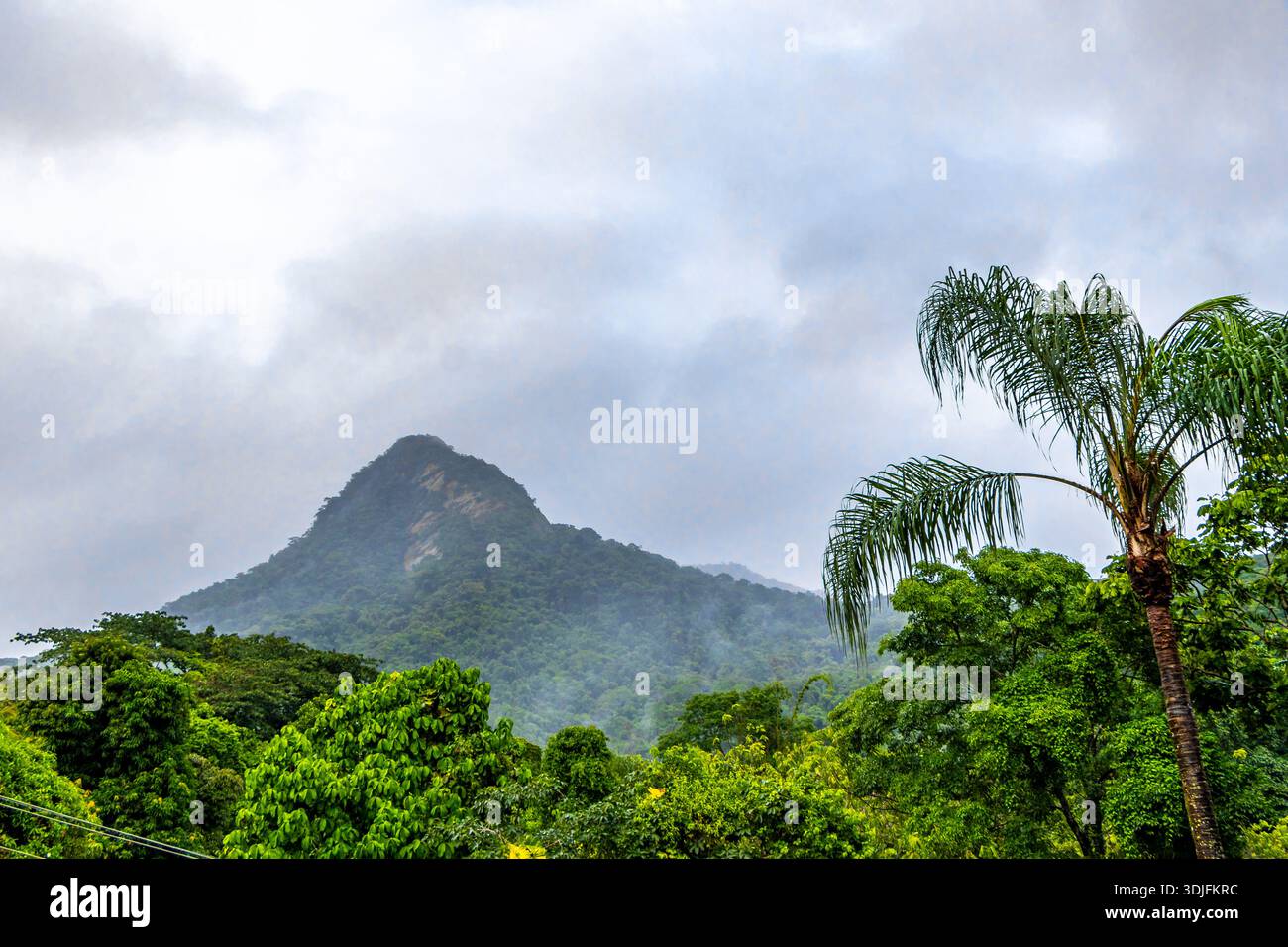 Tropical mountain hill Pico do Papagaio with jungle forest trees plants ...