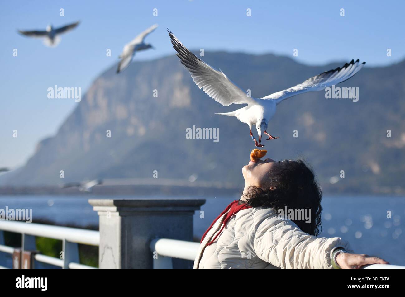 Kunming,China.25th January 2026. A visitor feeds seagulls at Haigeng ...