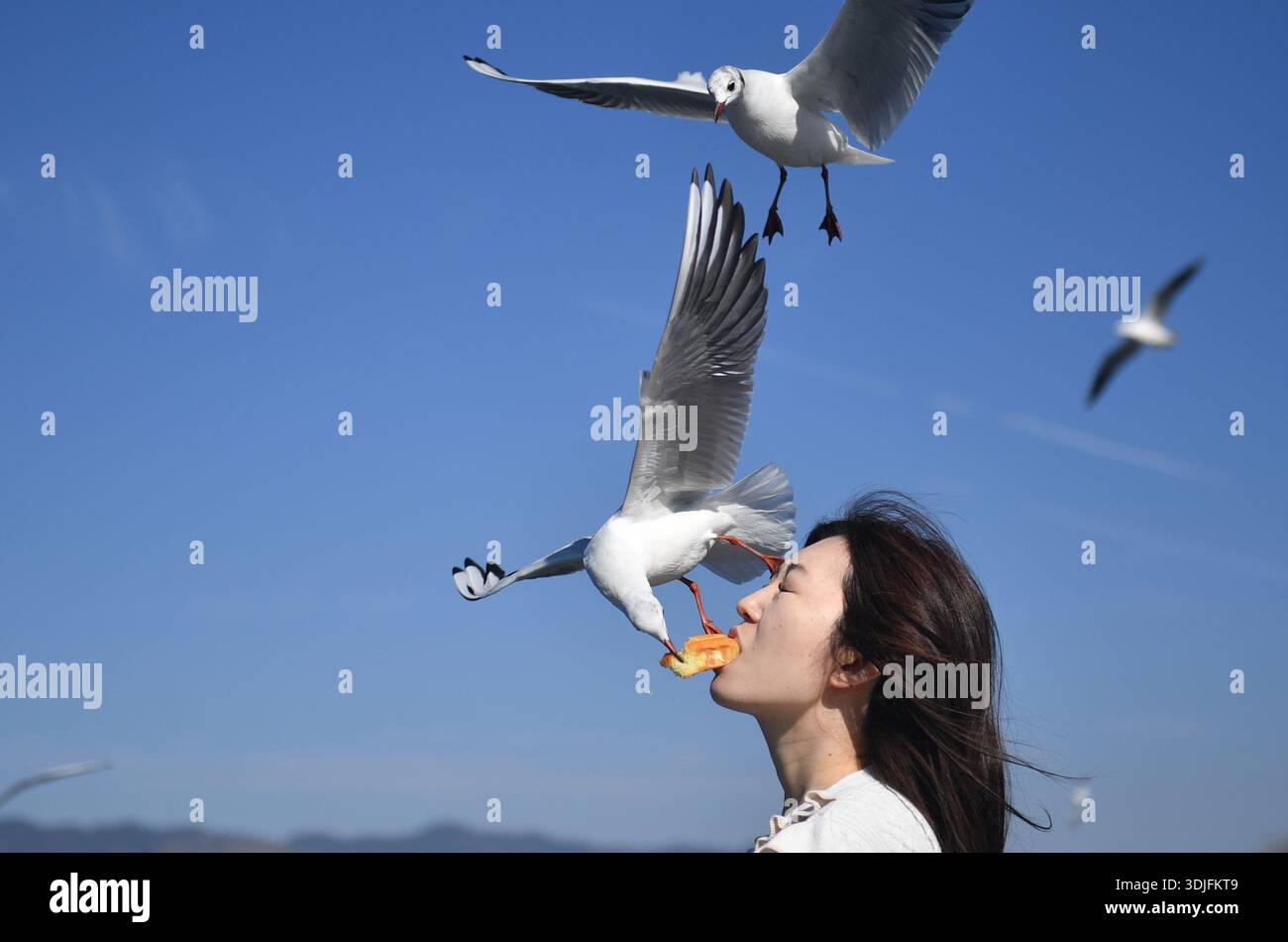 Kunming,China.25th January 2026. A visitor feeds seagulls at Haigeng ...