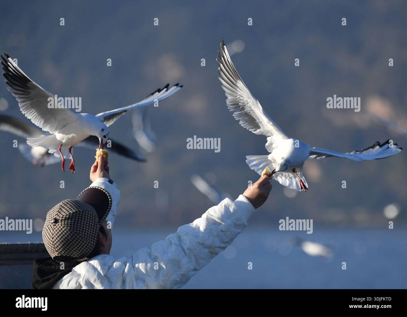 Seawalls dam hi-res stock photography and images - Alamy