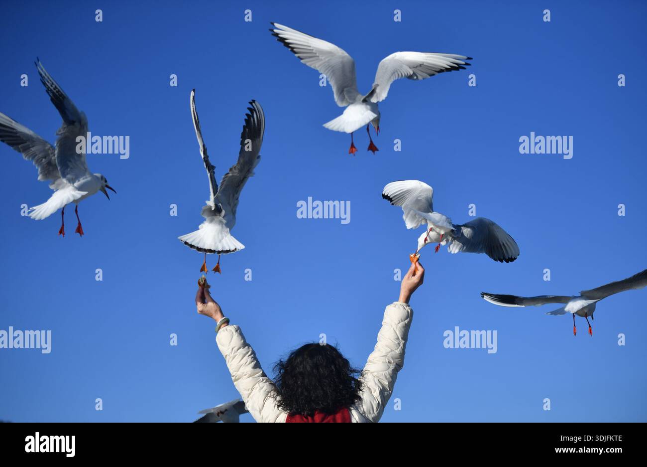 Seawalls dam hi-res stock photography and images - Alamy