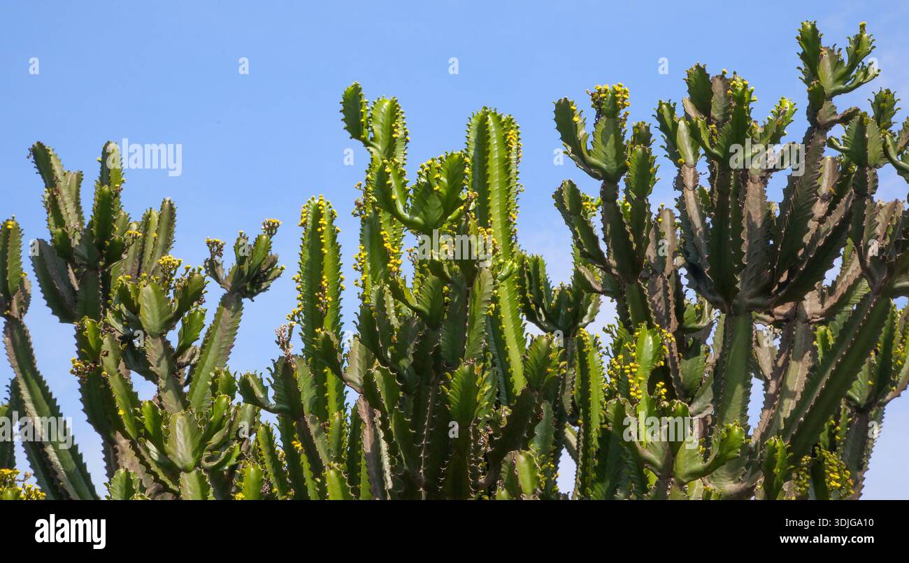 Candelabrum candelabrum hi-res stock photography and images - Alamy