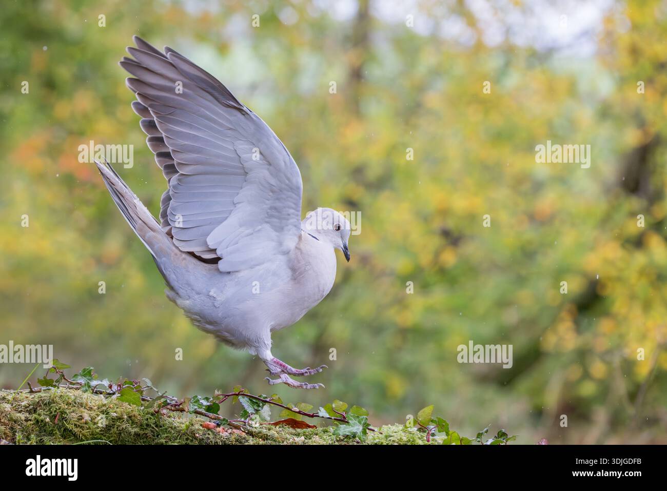 Collared Dove [ Streptopelia decaocto ] landing on a mossy log with out ...