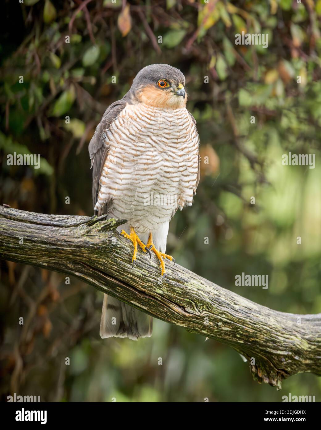 Sparrowhawk [ Accipiter nisus ] male bird perched on log Stock Photo ...