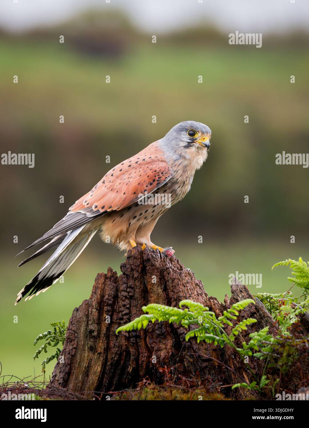 Kestrel [ Falco Tinnunculus ] male bird on a rotten stump Stock Photo ...