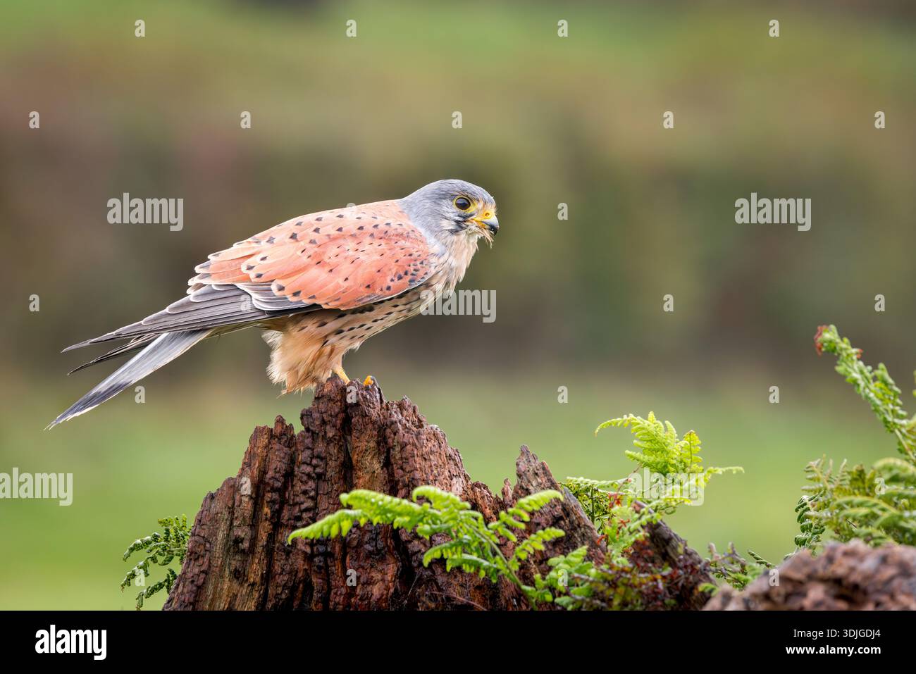 Kestrel [ Falco Tinnunculus ] male bird on a rotten stump Stock Photo ...