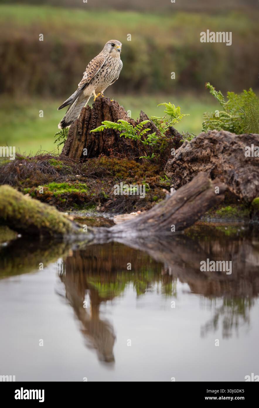Kestrel [ Falco Tinnunculus ] female bird on a rotten stump next to a ...
