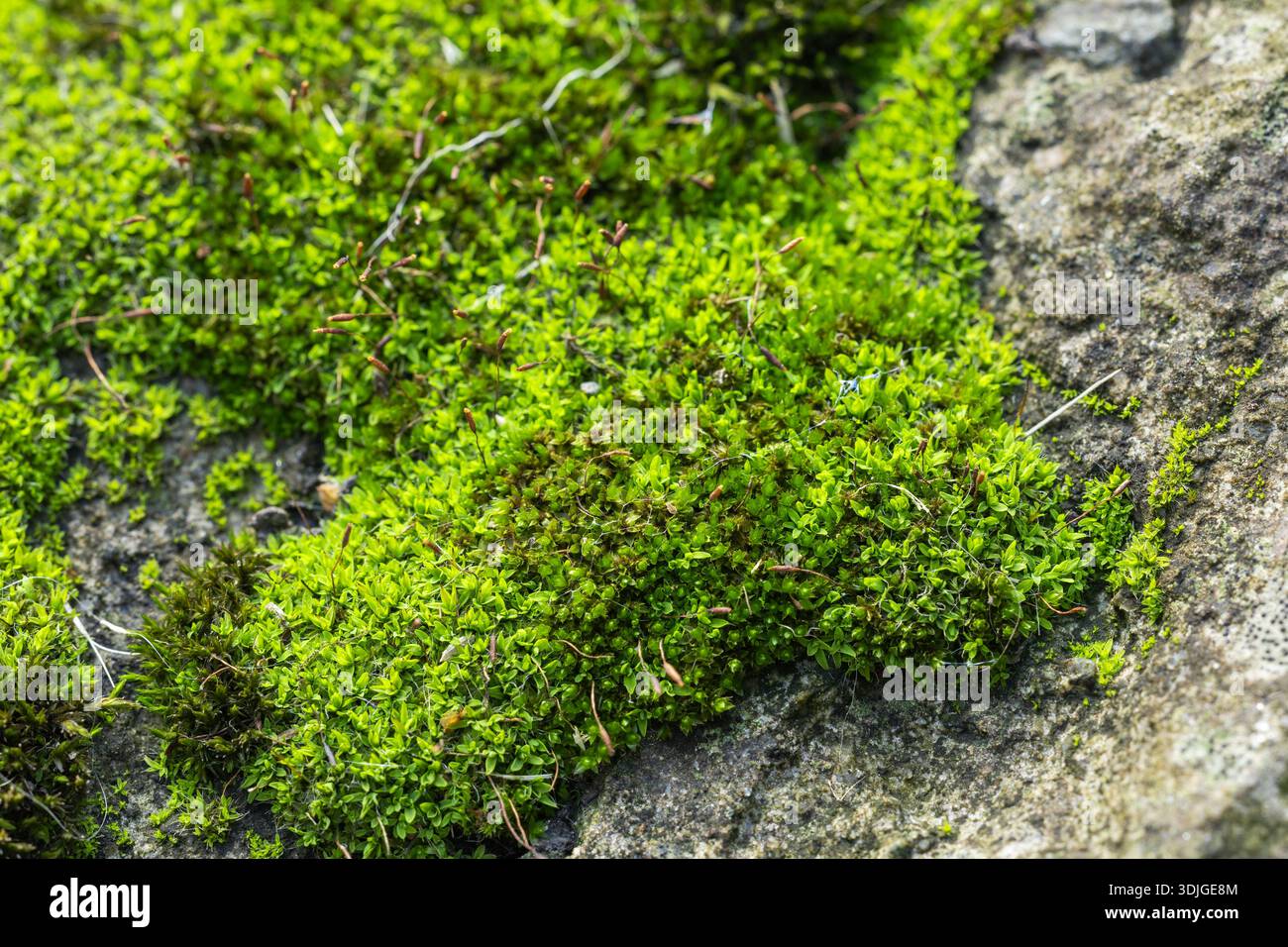Preserved green moss close hi-res stock photography and images - Alamy