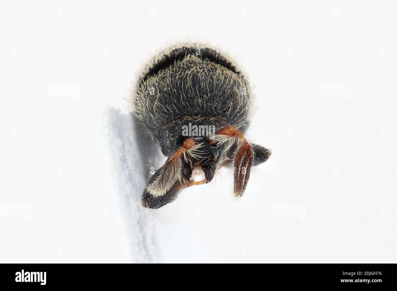 Adult insect from the front. Olive bark beetle, Phloeotribus ...