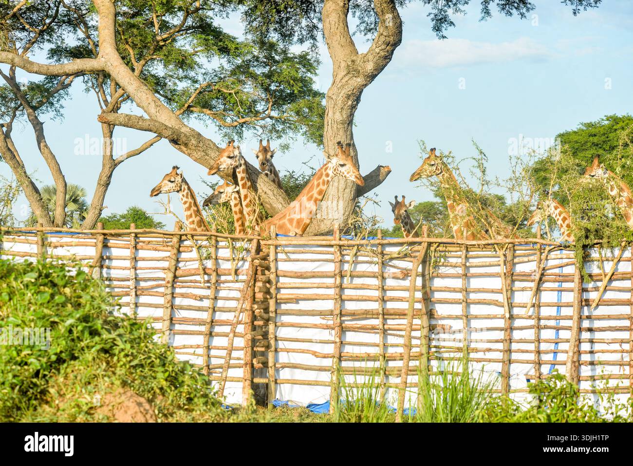 Wildlife conservation effort in hi-res stock photography and images - Alamy