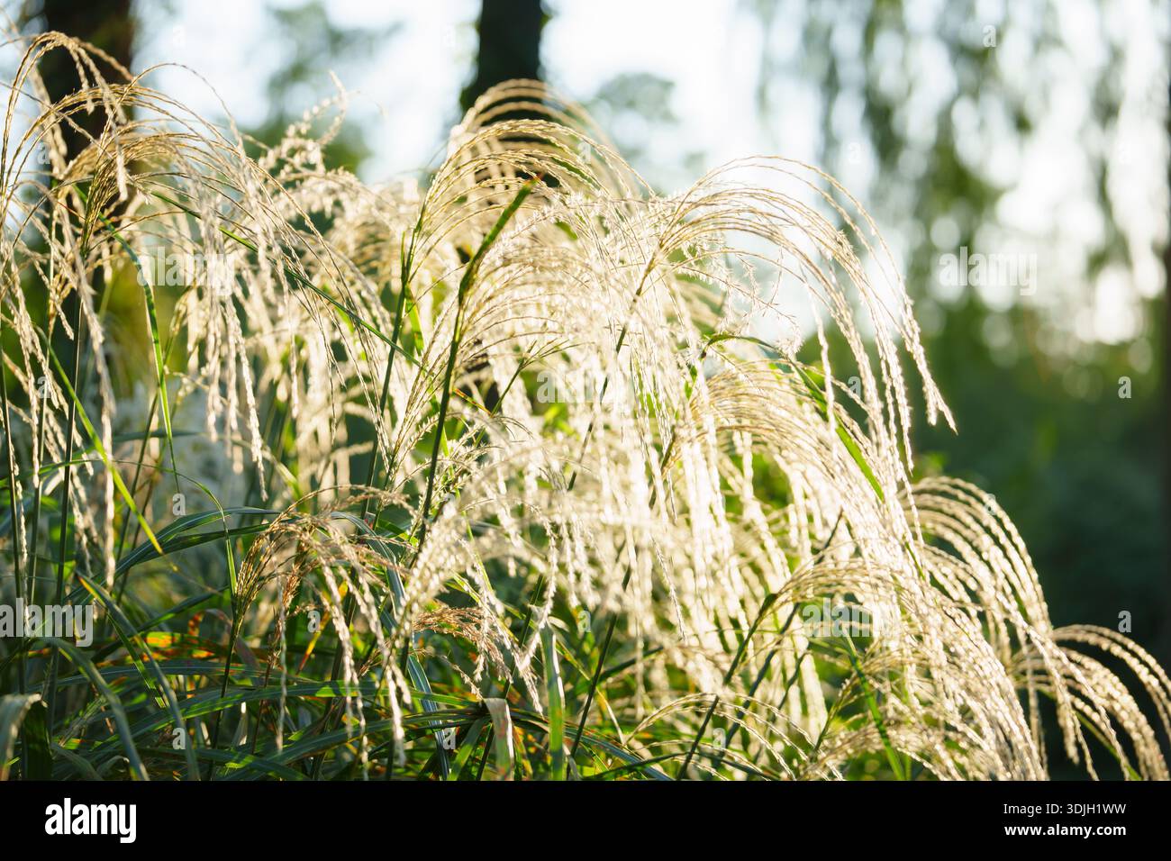 Tall grass plumes sway hi-res stock photography and images - Alamy