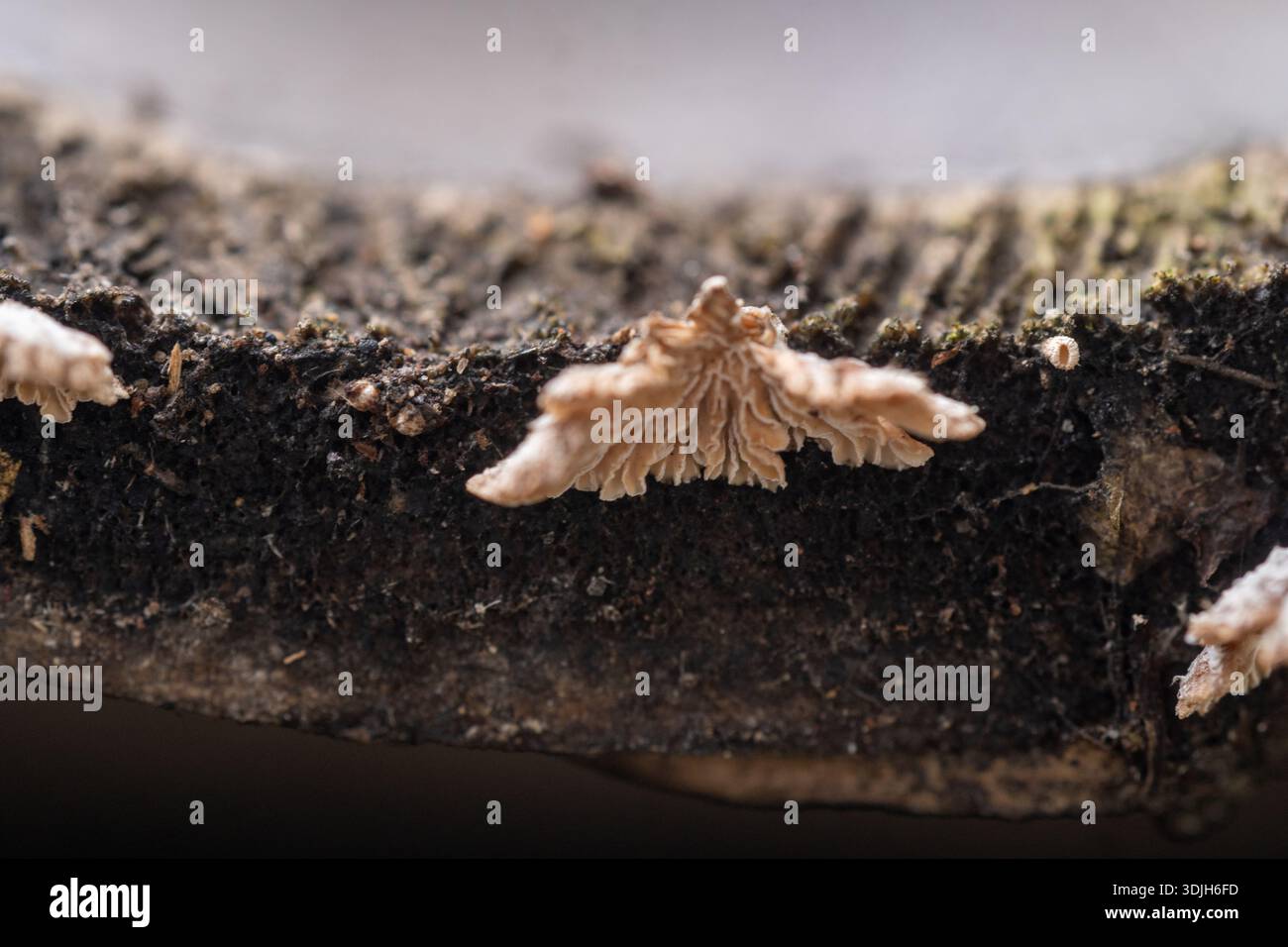 Detailed close up of tiny wild fungus with intricate gills textures ...