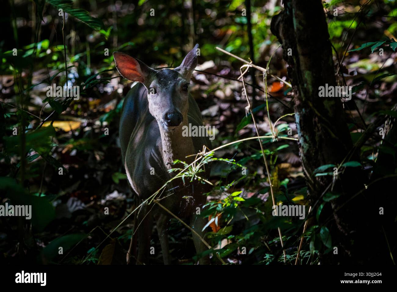 Venado coliblanco hi-res stock photography and images - Alamy