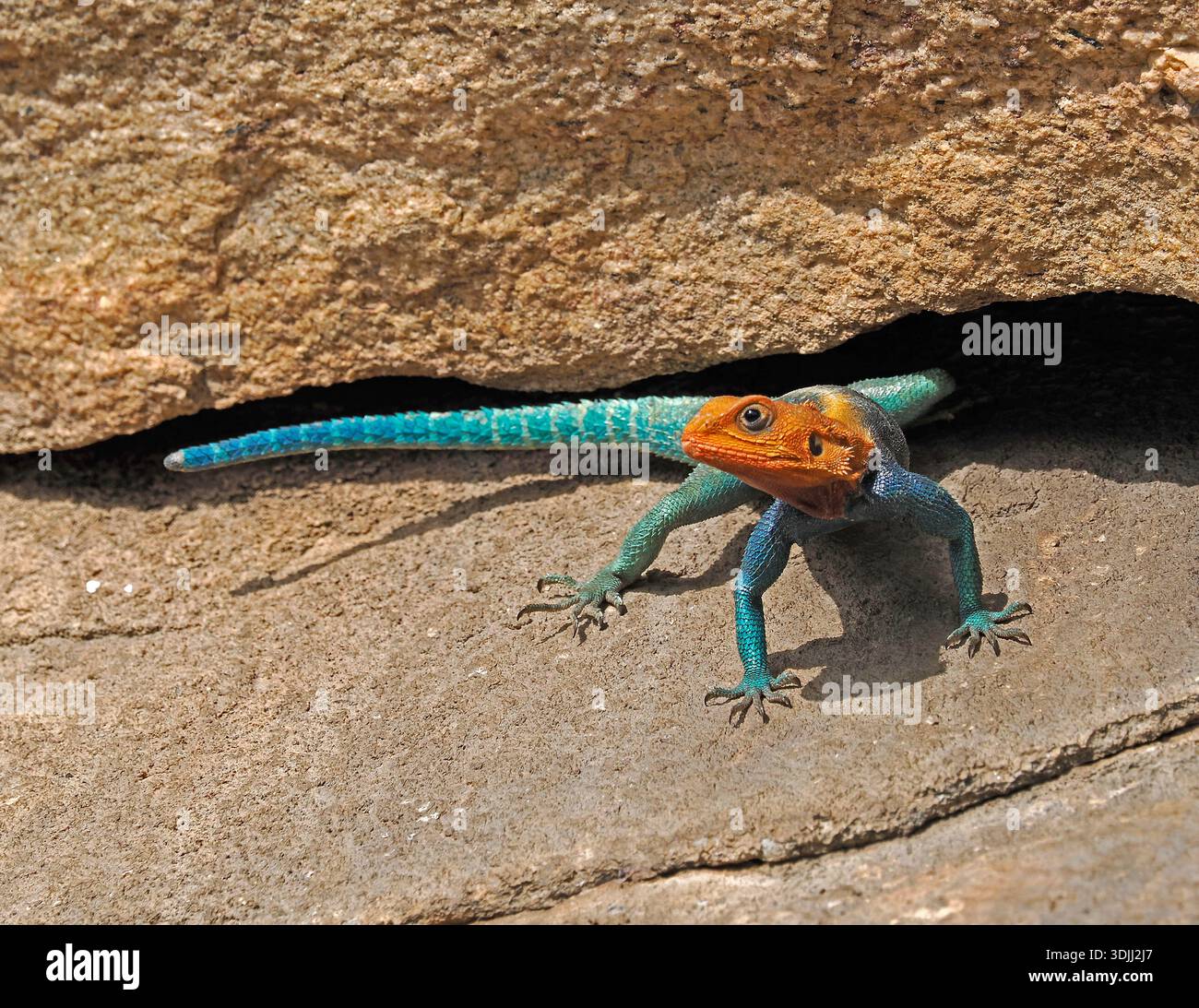 Kenyan Rock Agama (Agama lionotus) male in breeding colours standing in ...
