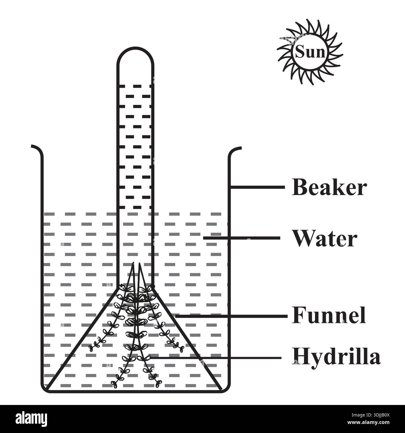 Black and white diagram of Hydrilla experiment demonstrating oxygen ...