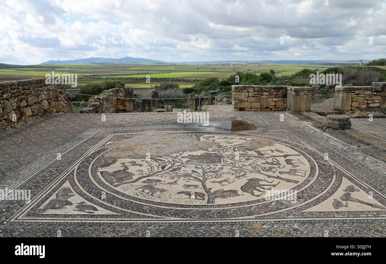 Mosaic in the House of Orpheus at Volubilis showing the legendary bard ...