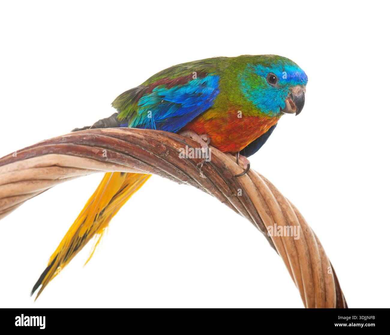 Turquoise parrot in front of white background Stock Photo - Alamy