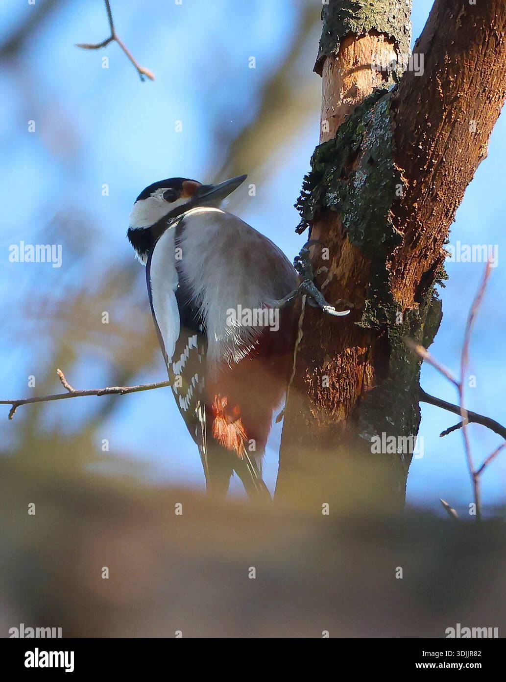 27.01.2026, FC Bayern Training Muenchen, Fussball, Sport, im Bild ...