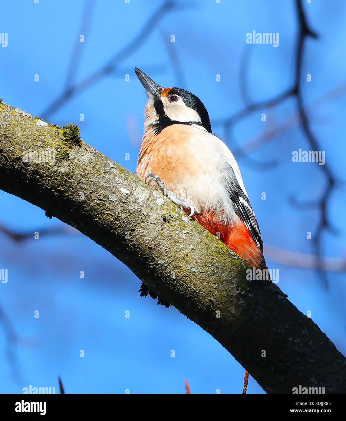 27.01.2026, FC Bayern Training Muenchen, Fussball, Sport, im Bild ...