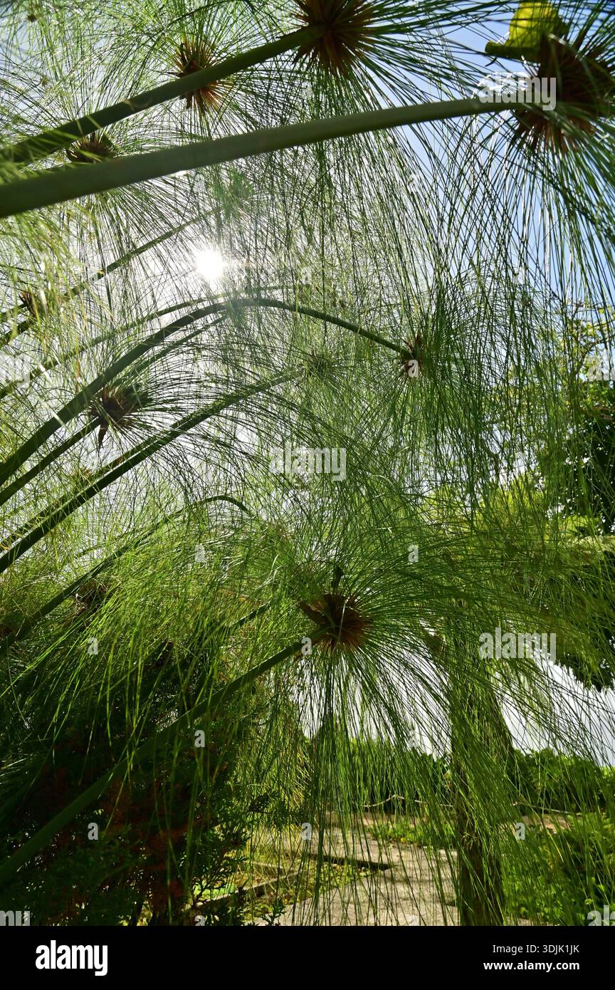 Papyrus plant cyperus against hi-res stock photography and images - Alamy