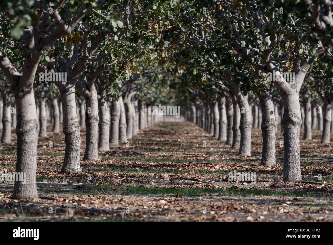 Rows of pistachio trees on a farm in the San Juaquin Valley of ...