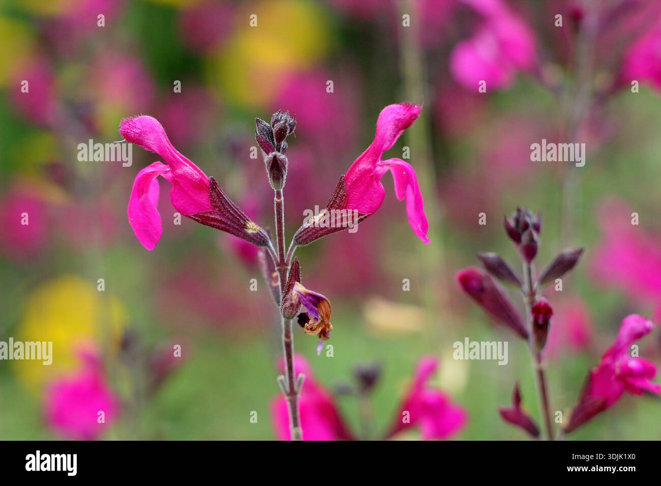 Salvia Raspberry Royal Stock Photo - Alamy