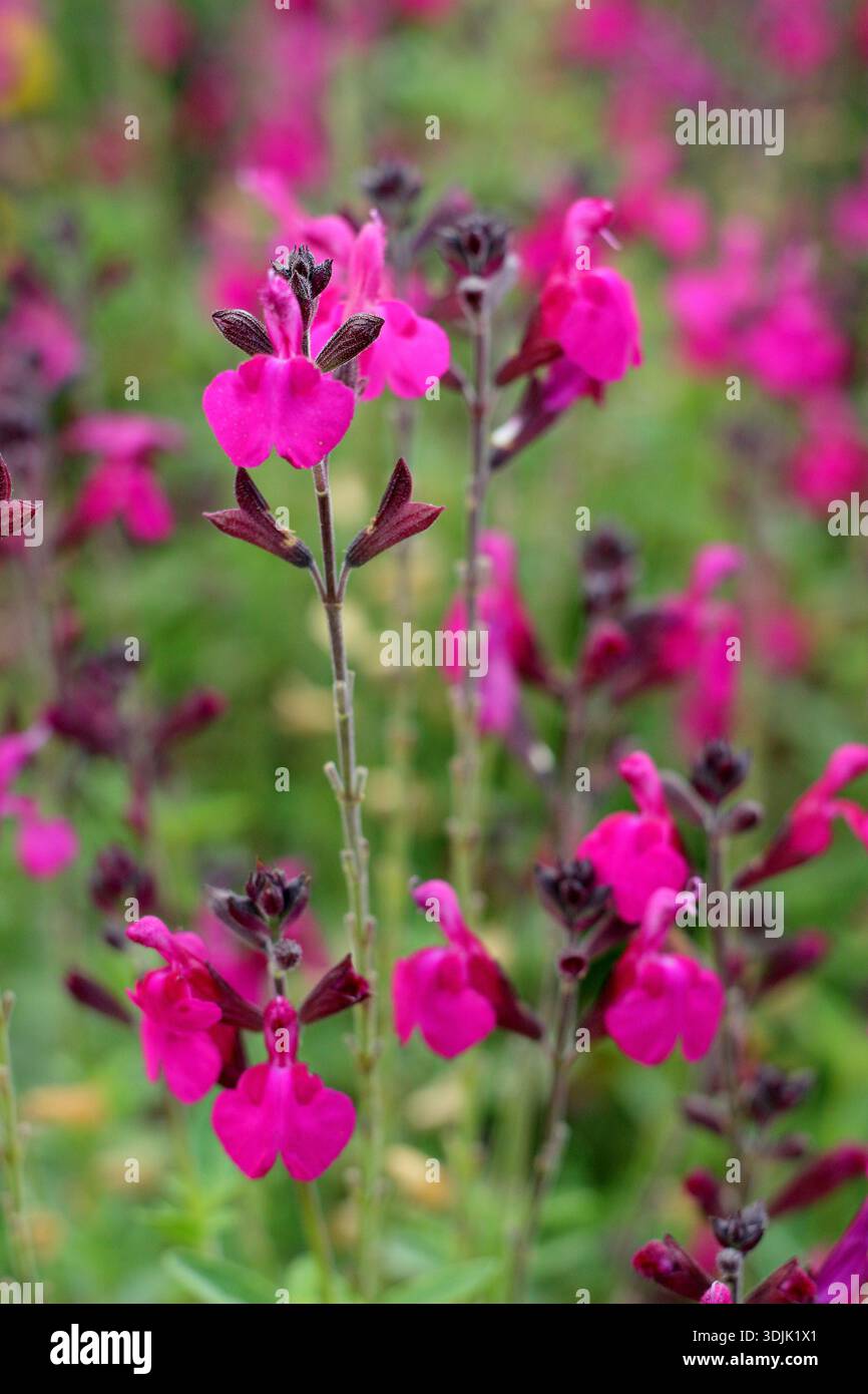Salvia x jamensis 'Raspberry Royale. Also known as Salvia greggii ...