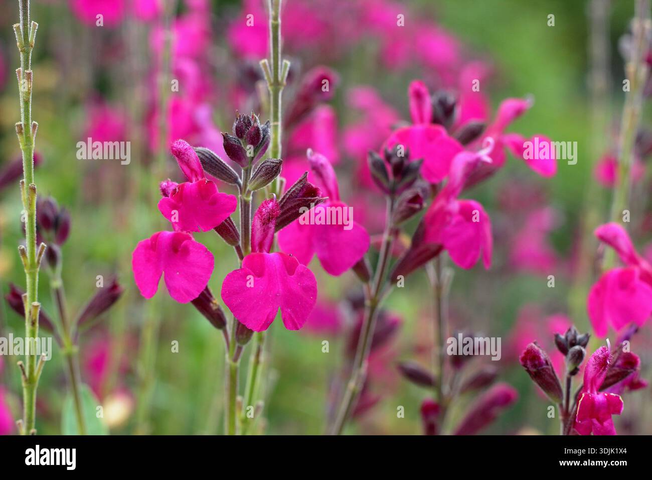 Salvia Raspberry Royal Stock Photo - Alamy