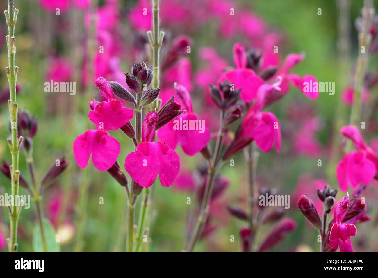 Salvia x jamensis raspberry royale hi-res stock photography and images ...