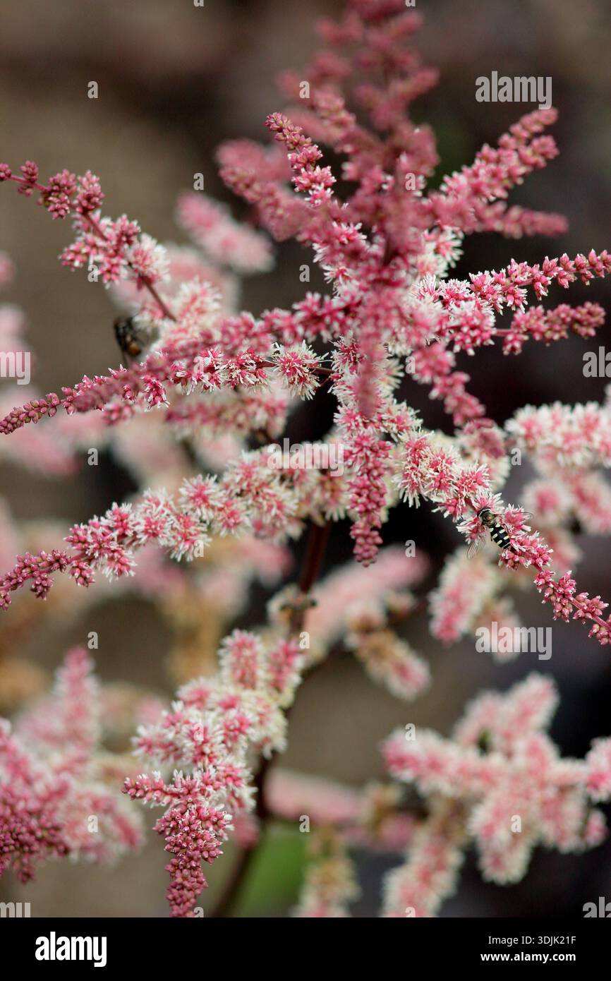 Astilbe Chocolate Shogun Stock Photo - Alamy