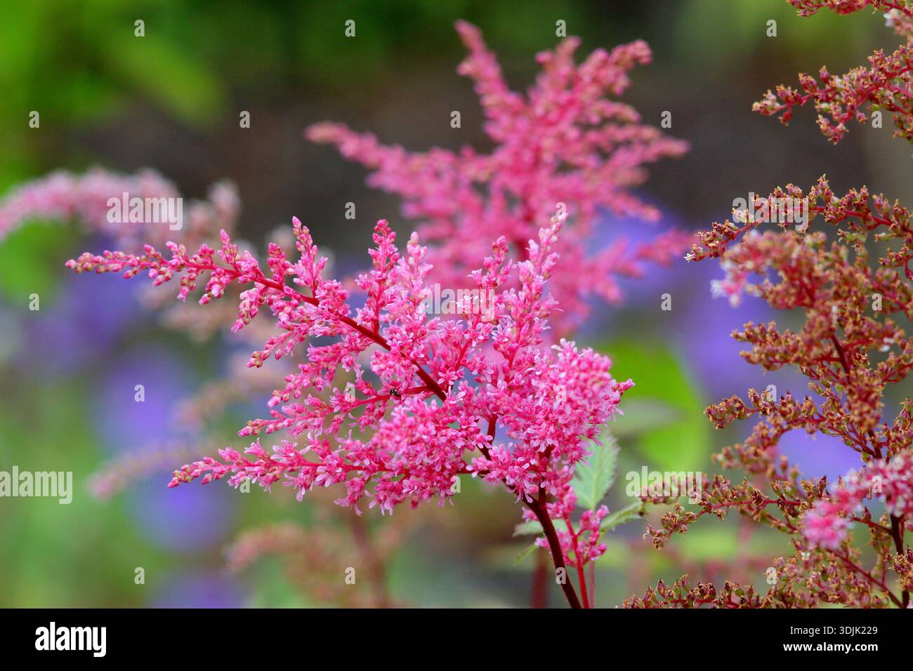 Astilbe atrorosea hi-res stock photography and images - Alamy