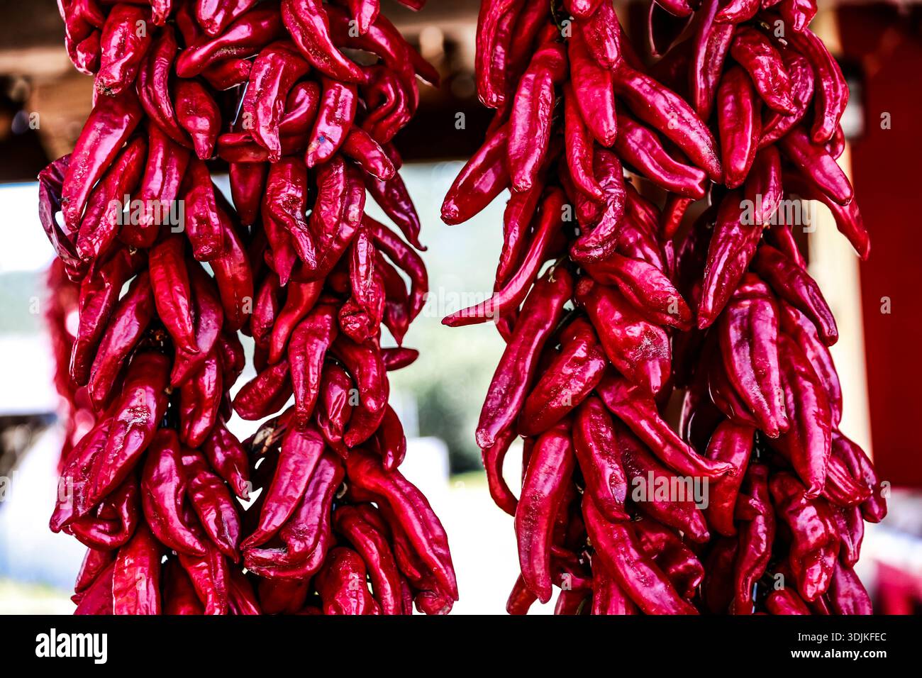 Ristras of red chile in the town Mazocahui, is part of the route of the ...