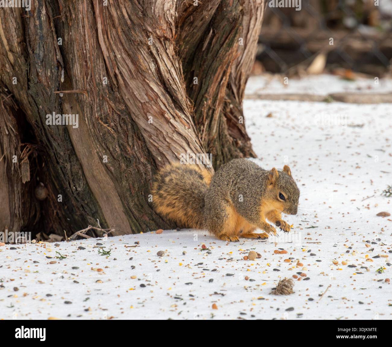 2026 winter storm hi-res stock photography and images - Alamy