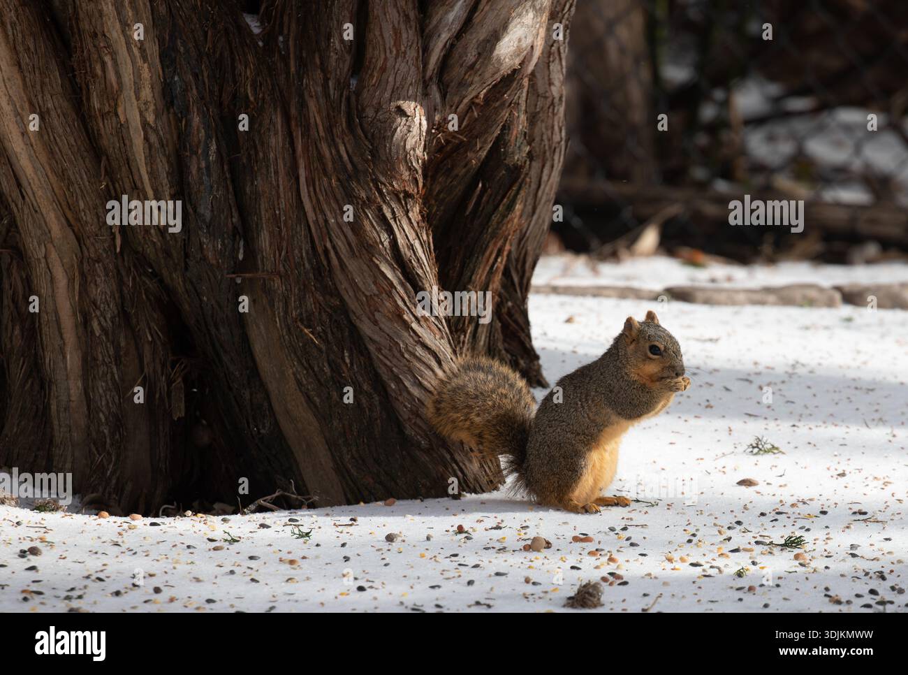 2026 winter storm hi-res stock photography and images - Alamy
