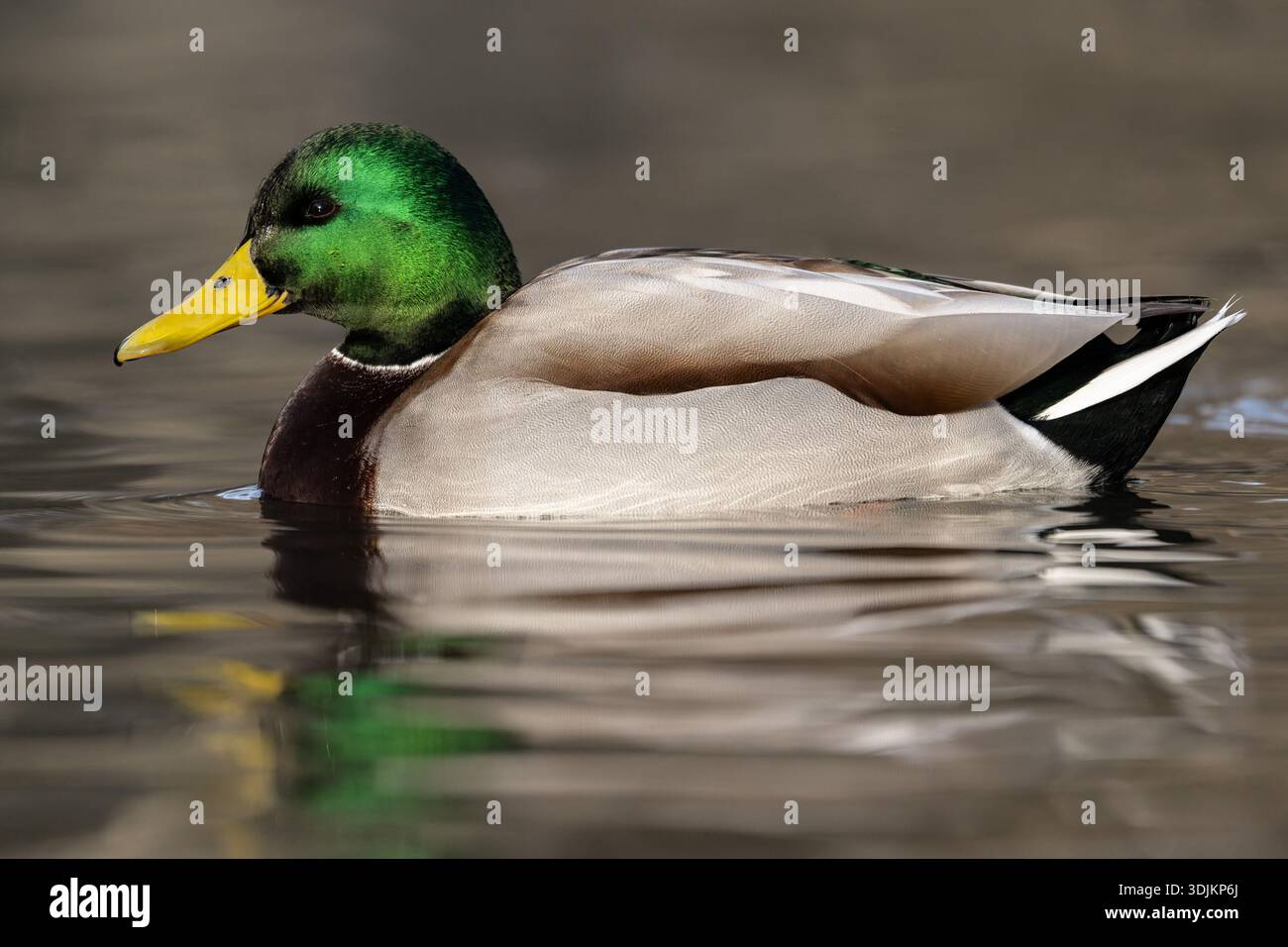 27 January 2026, Baden-Württemberg, Donaueschingen: A mallard duck ...