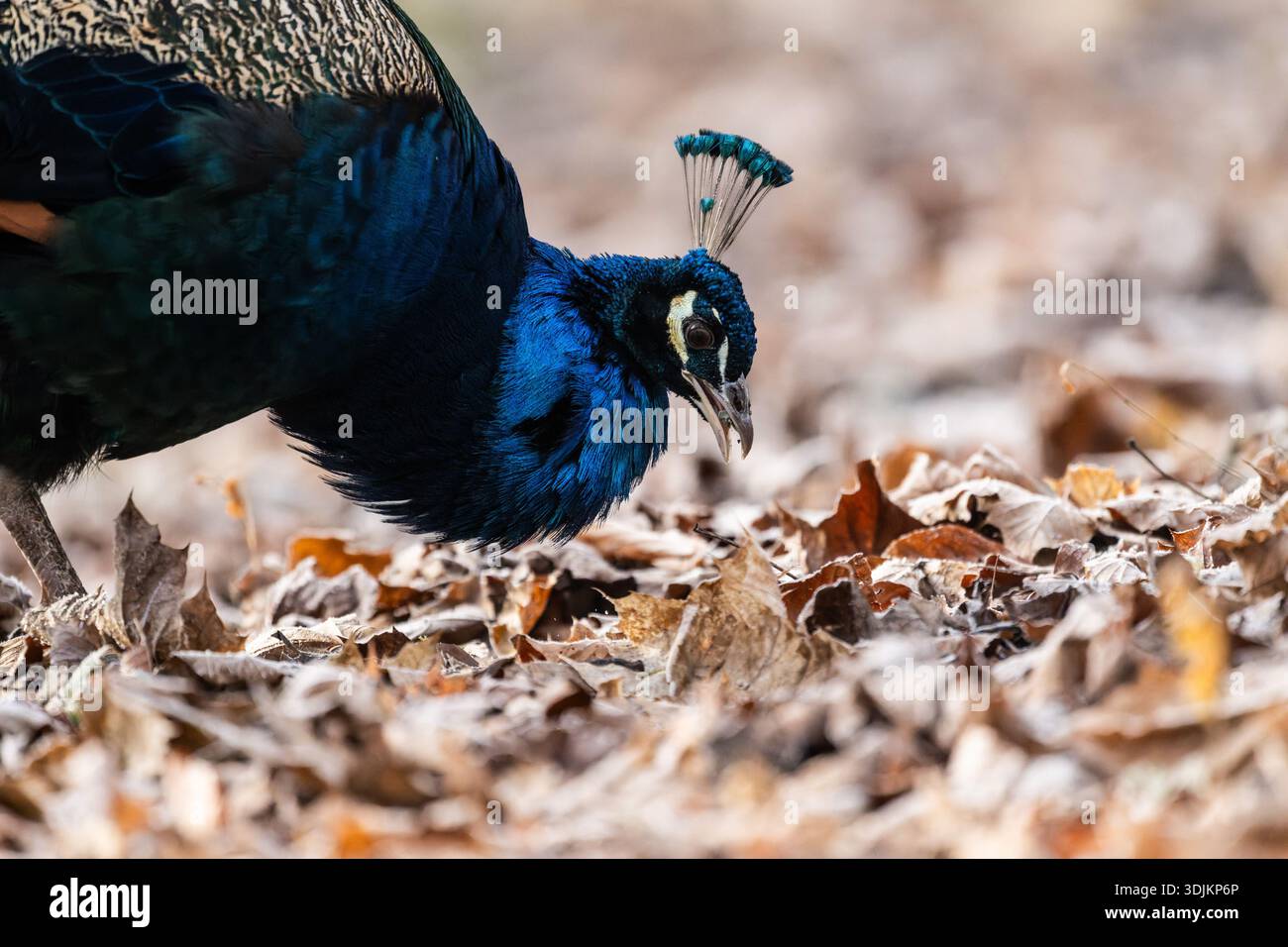27 January 2026, Baden-Württemberg, Donaueschingen: A blue peacock ...