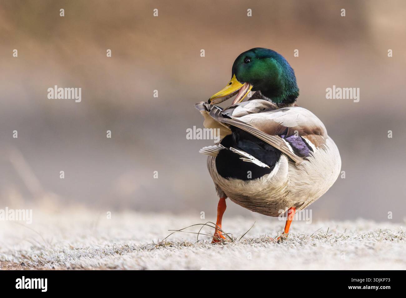 27 January 2026, Baden-Württemberg, Donaueschingen: A mallard stands in ...