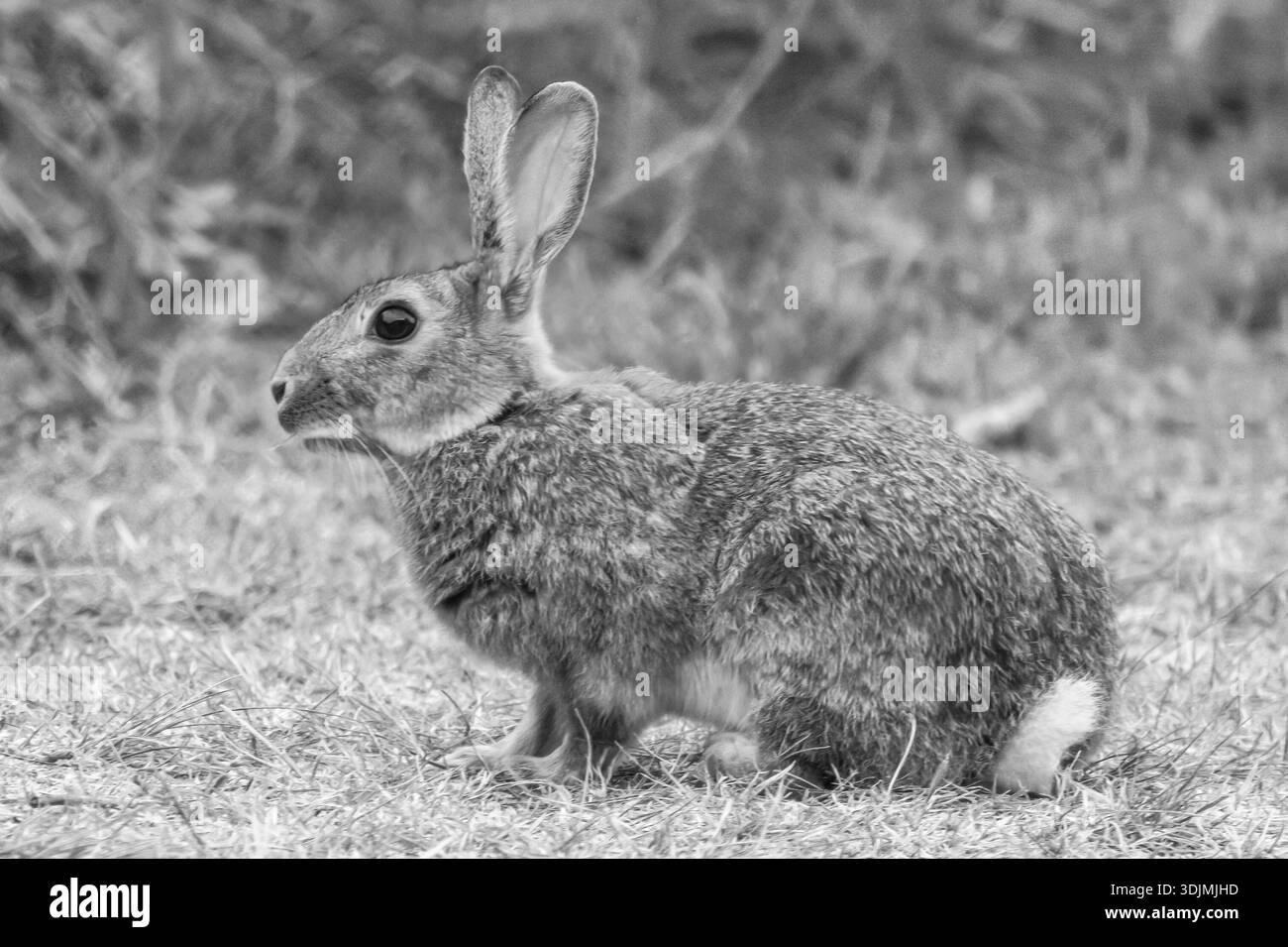 European rabbits in australia Black and White Stock Photos & Images - Alamy