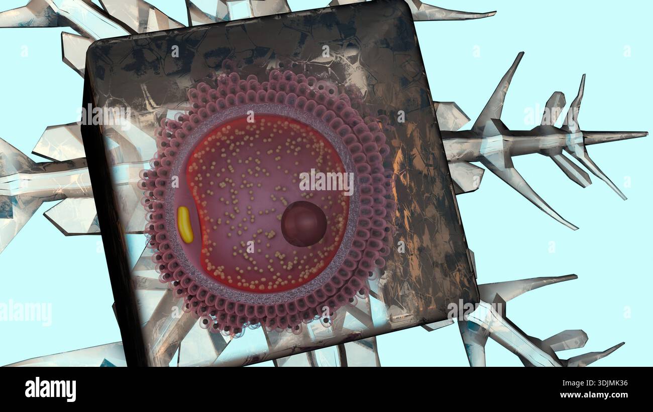 A 3d rendering of a human egg cell or oocyte inside a transparent ...