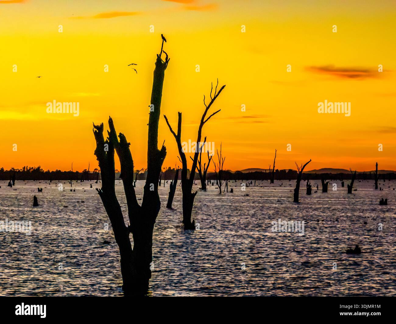 Aerial Sunrise over Lake Mulwala, a man-made reservoir with with dead ...