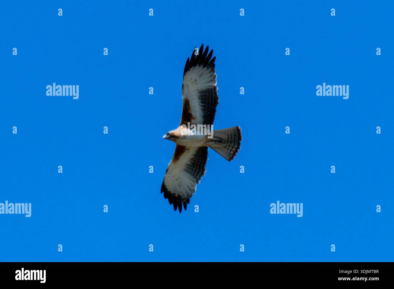 The little eagle (Hieraaetus morphnoides) is a small, powerful eagle ...