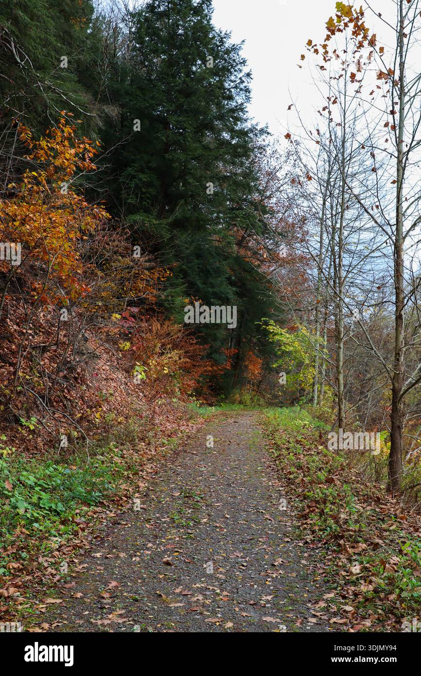 Curving river through autumn forest with colorful trees, calm water ...